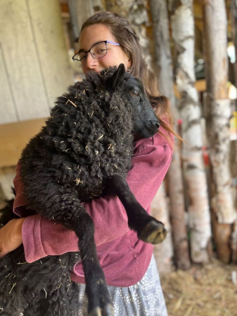 New Sheep! — Johnathan's Literature